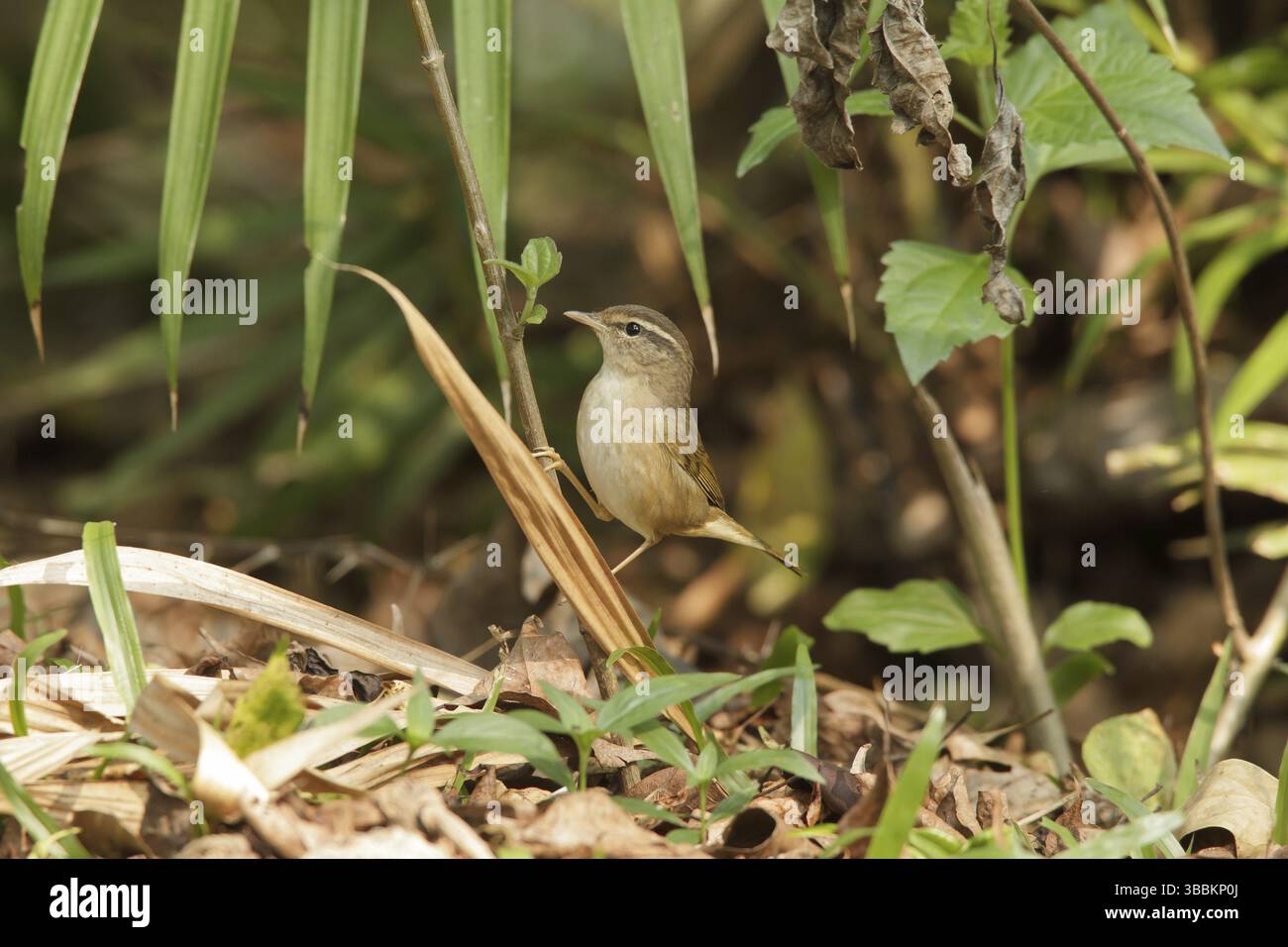 Radde's Warbler (Phylloscopus schwarzi), Khao Yai, Thailand, Asia Stock ...