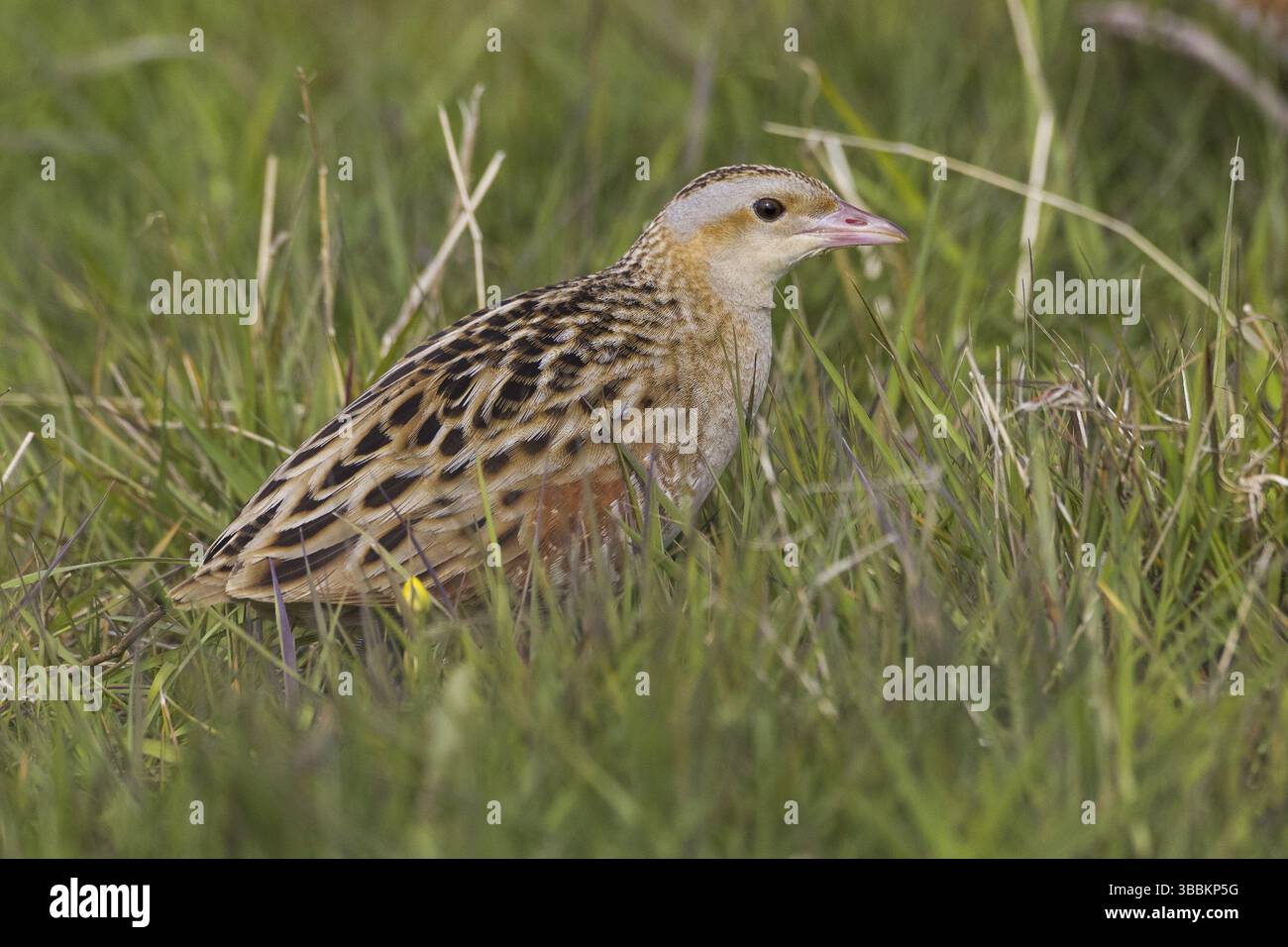 Corn Crake (Crex crex), Scotland, United Kingdom, Europe Stock Photo ...