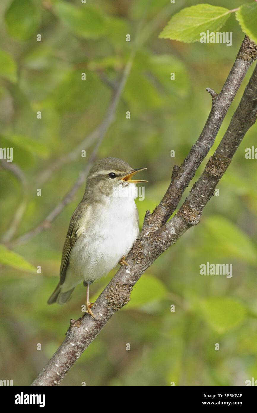 Arctic Warbler (Phylloscopus borealis) singing, Finnmark, Norway ...