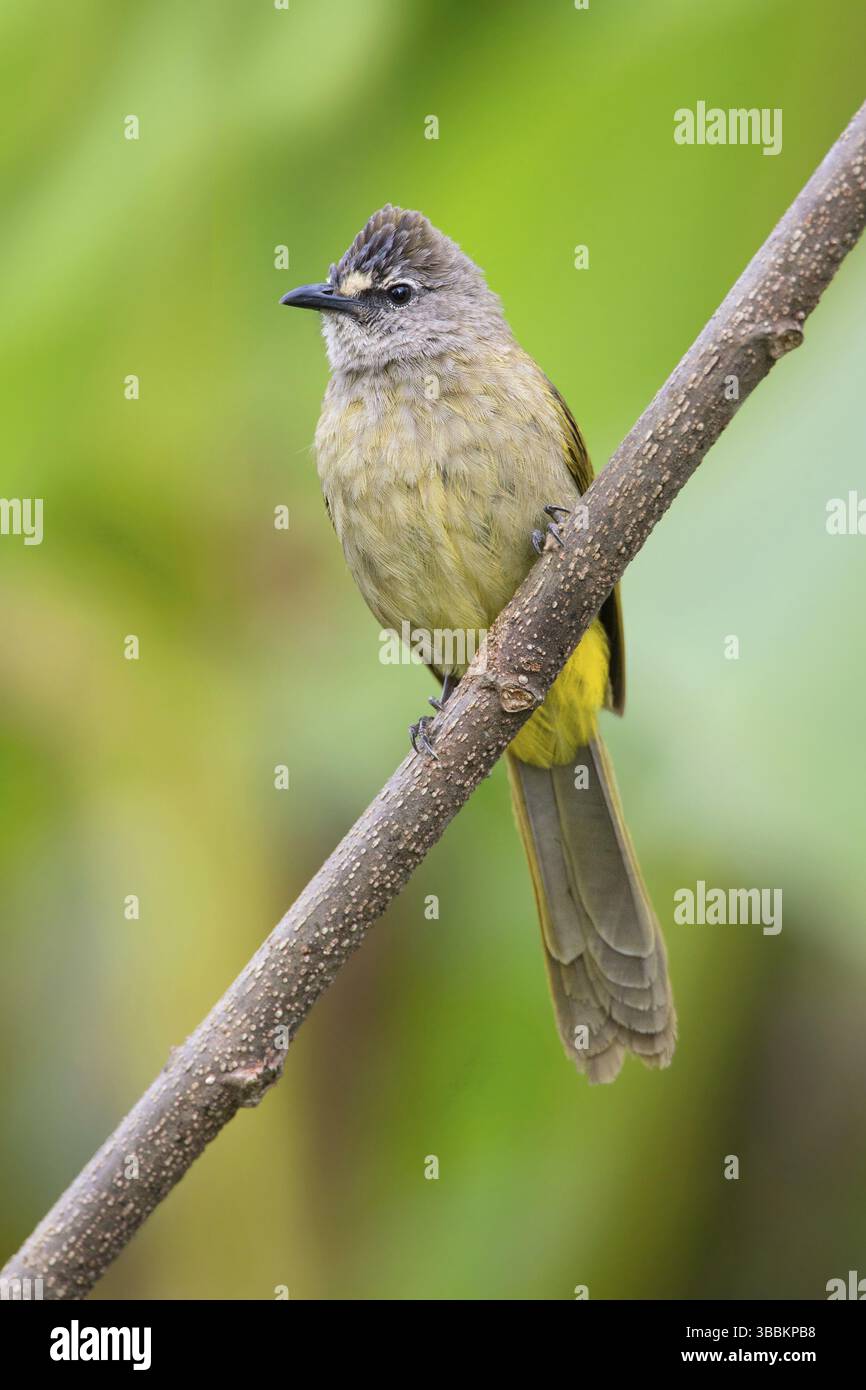 Flavescent Bulbul (Pycnonotus flavescens), Kaeng Krachan, Thailand ...