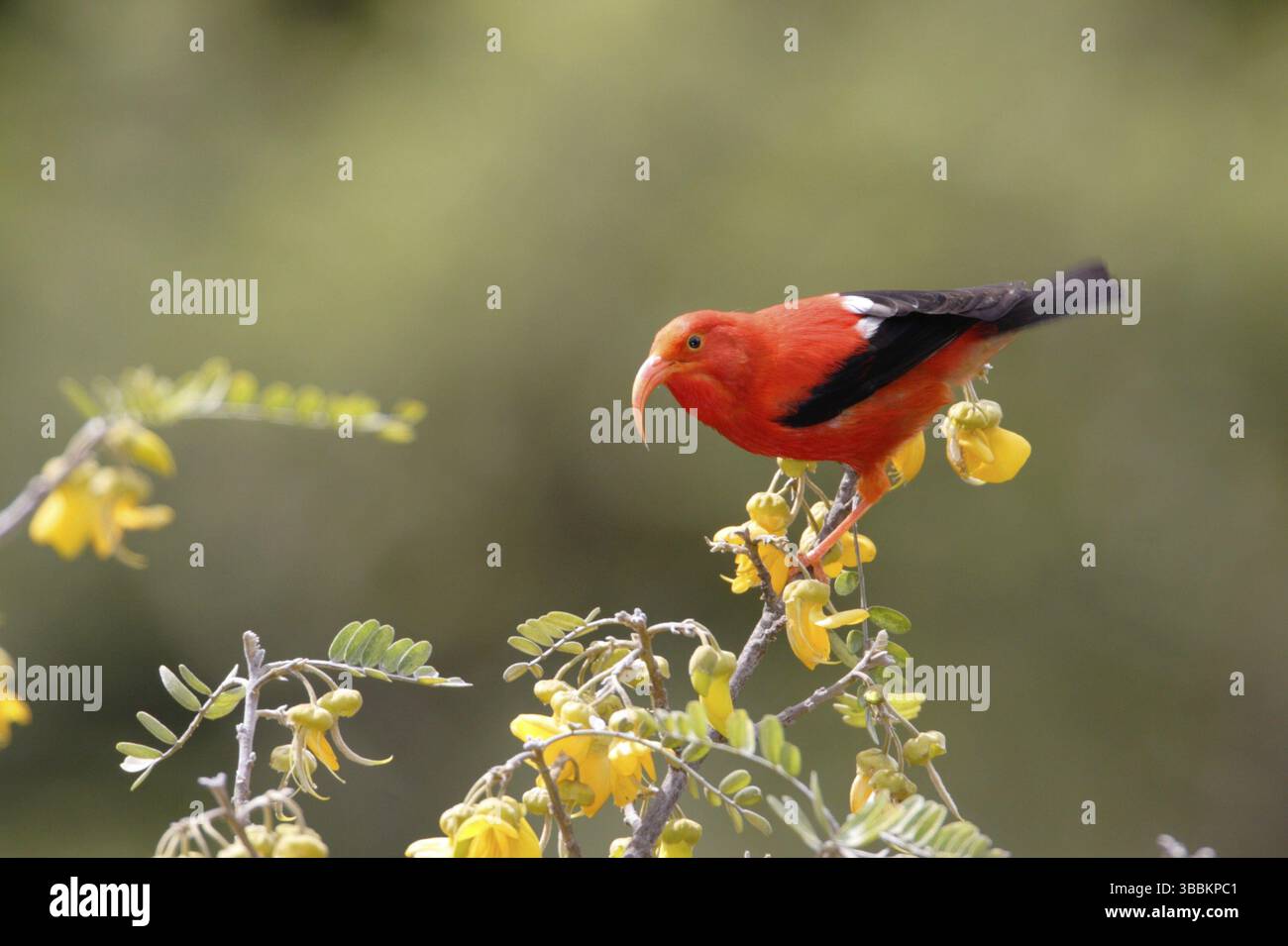Photographed at Hakalau Forest NWR, Hawaii Island, Hawaii. This I'iwi ...