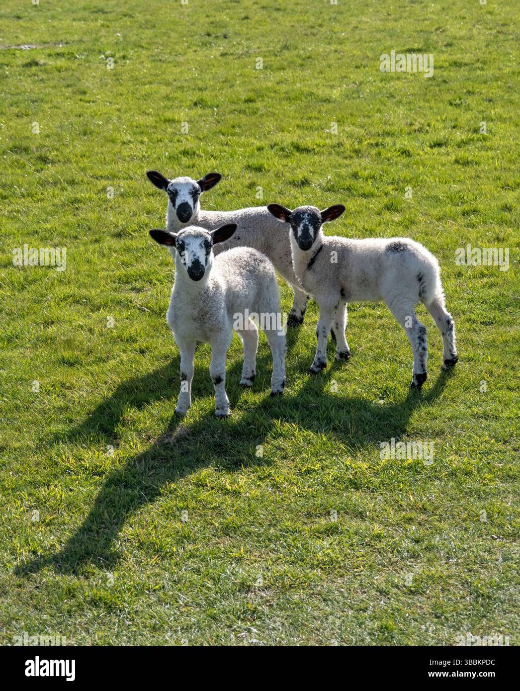 Spring lambs in the sunshine as the UK has the driest Spring 2025 in ...