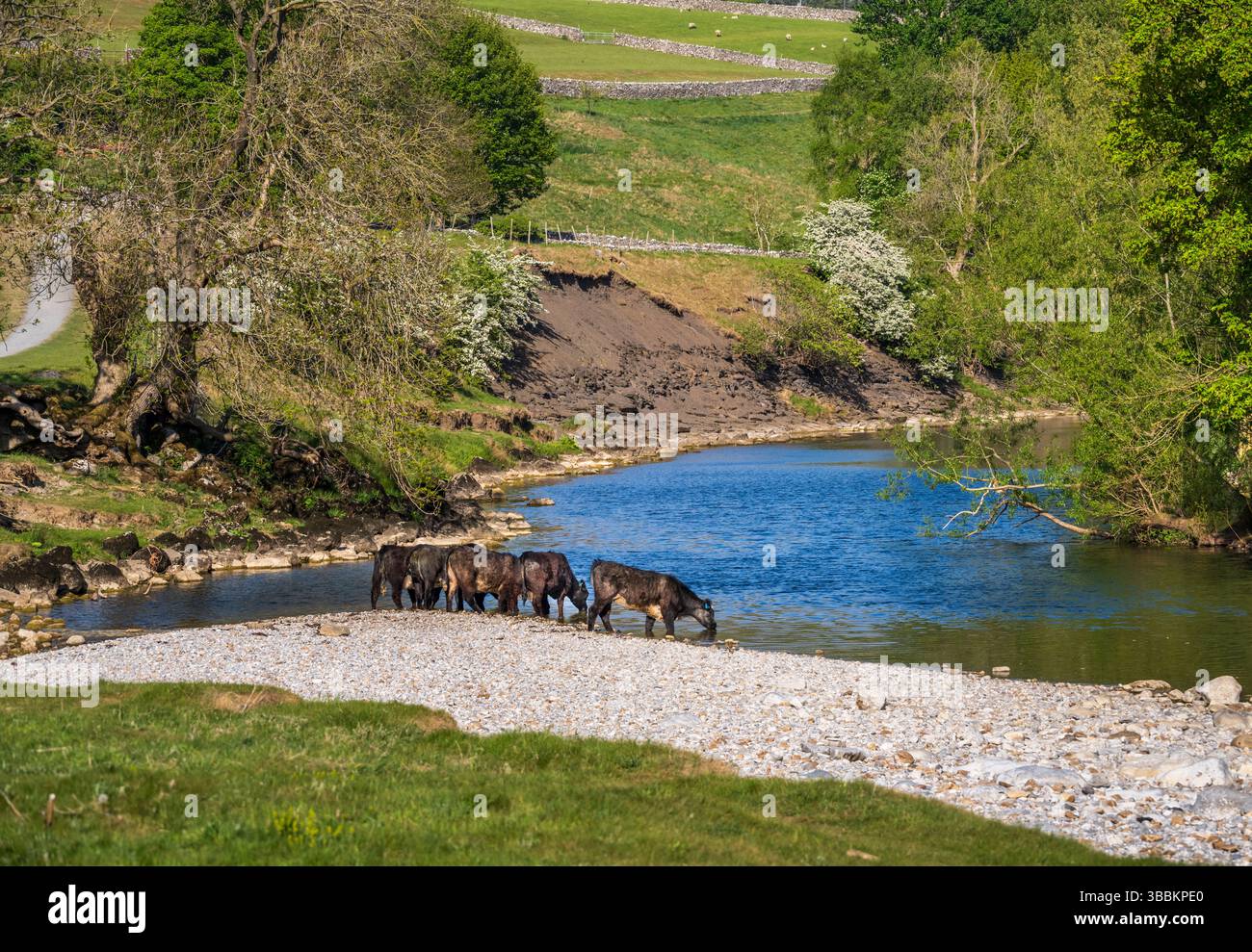 Cattle drink in the River Wharfe during driest Spring 2025 in over a ...