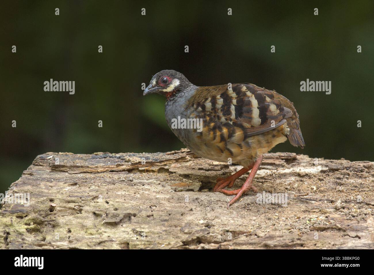 Malaysian Partridge (Arborophila campbelli), Panang, Malaysia, Asia ...