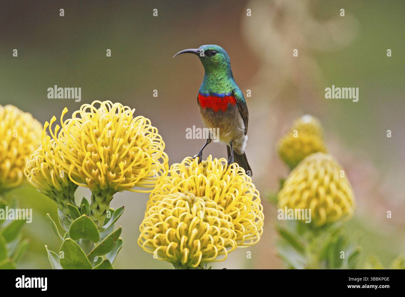 Southern Double-collared Sunbird (Cinnyris chalybeus) male, Western ...