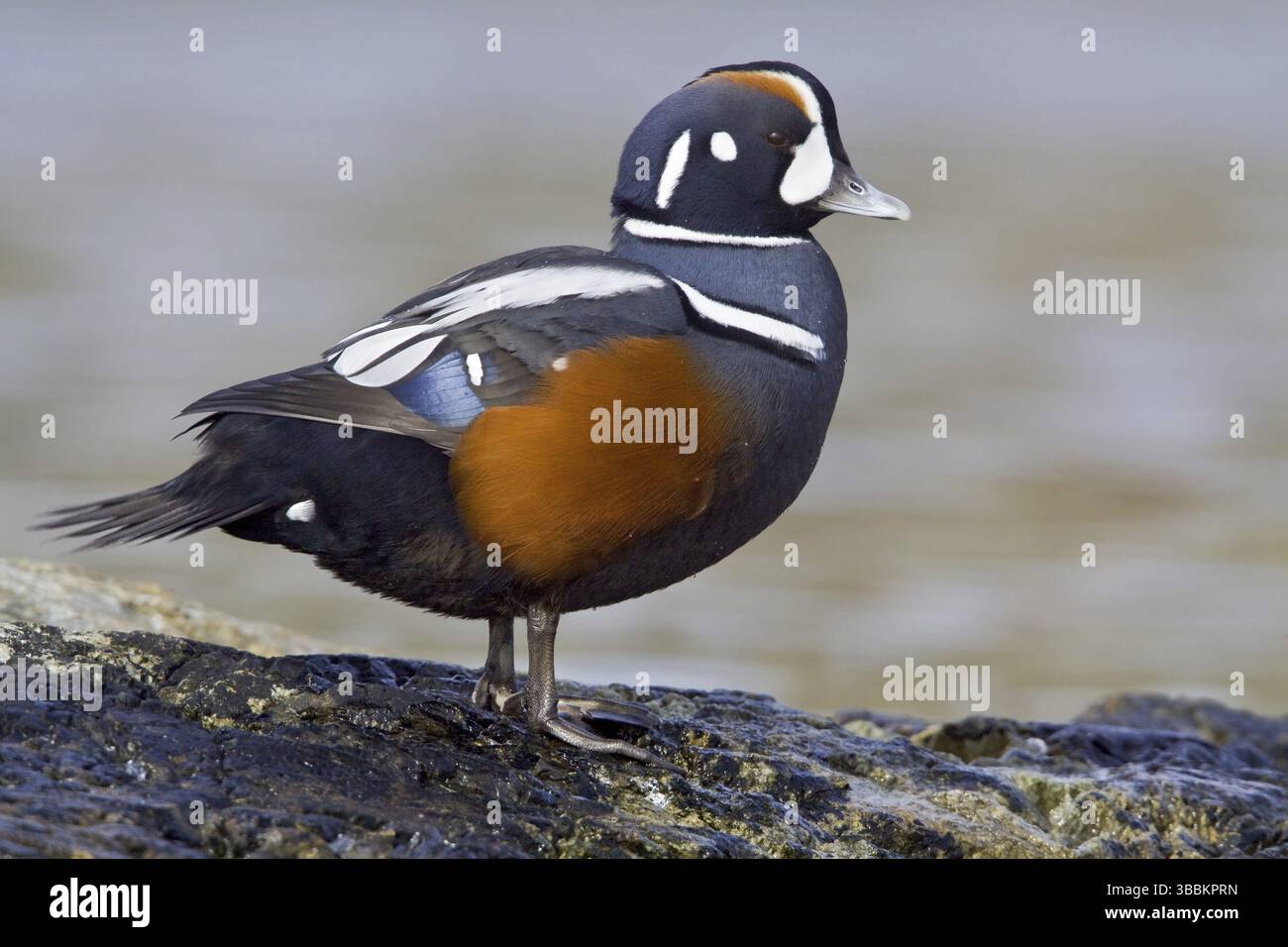 Harlequin Duck (Histrionicus histrionicus) male, British Columbia ...