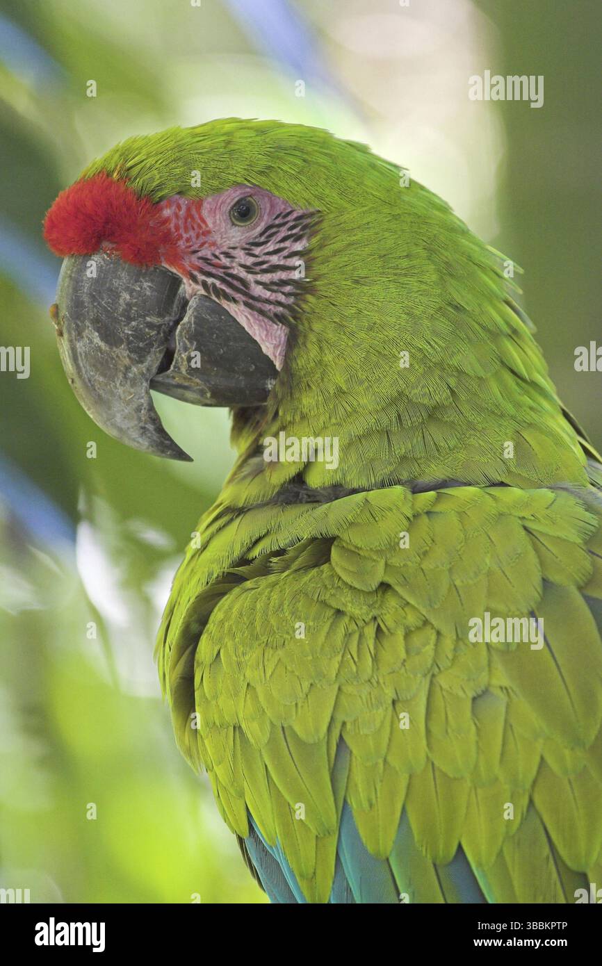 Great Green Macaw (Ara ambiguus), Costa Rica, Central America Stock ...