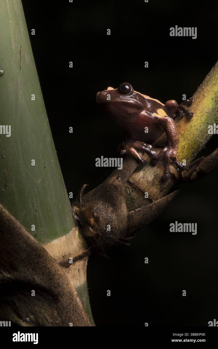 A very rare Chocolate frog in Ecuador. This species spends its entire ...
