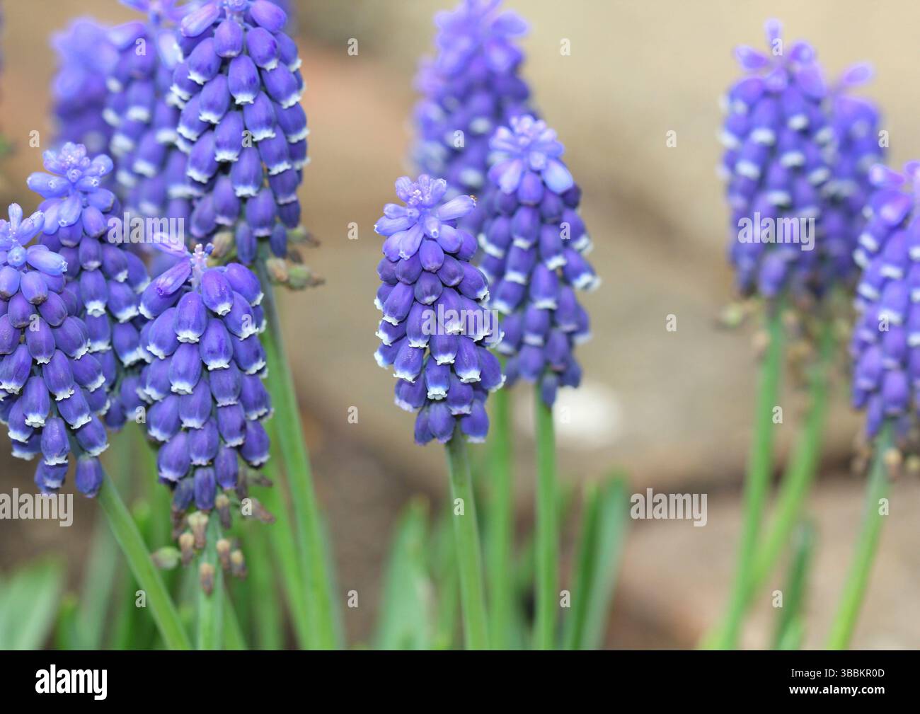 A close up of the deep purple flowers of Muscari 'Night Eyes' Grape ...