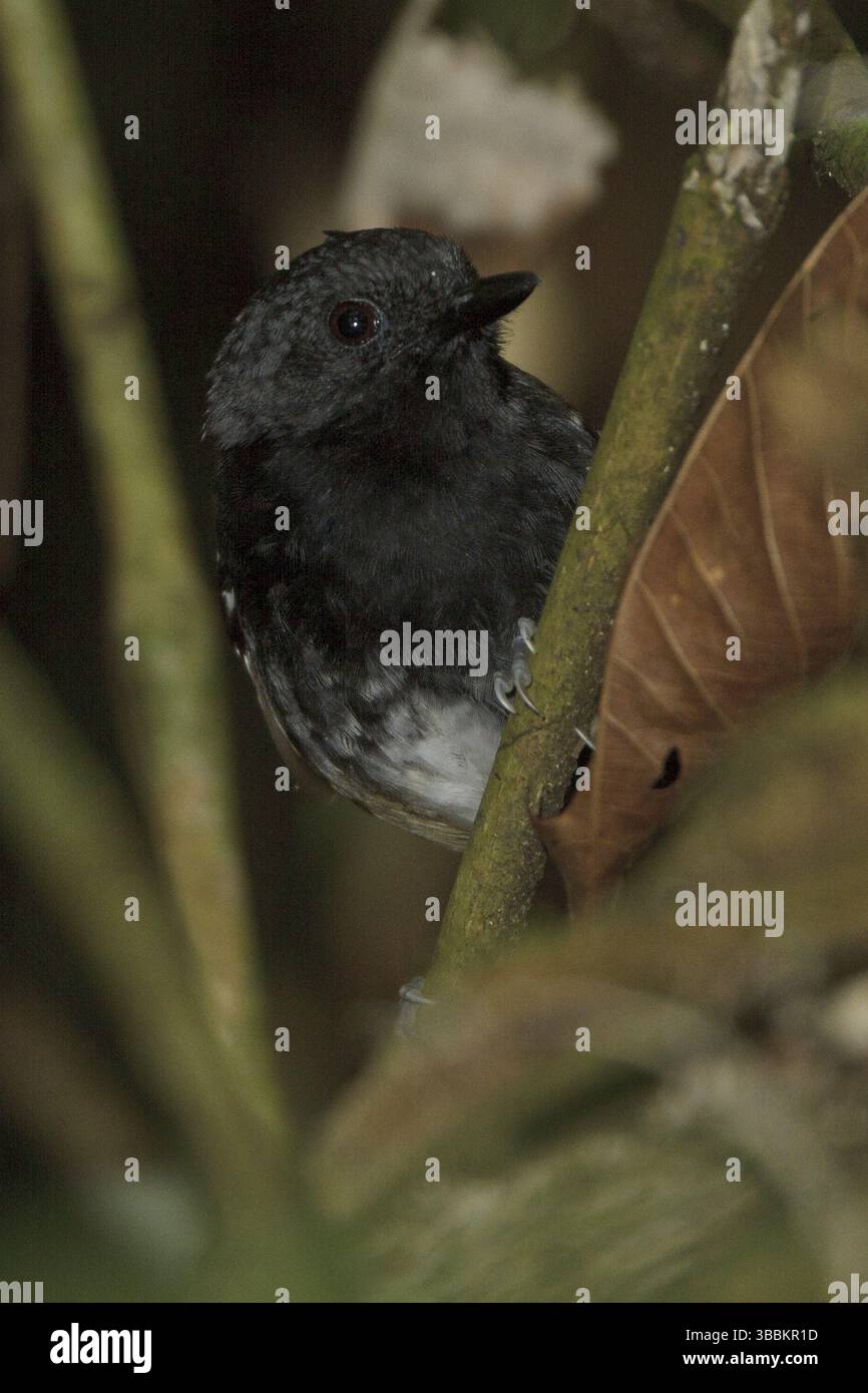 Southern Chestnut-tailed Antbird (Myrmeciza hemimelaena) male, Manu ...