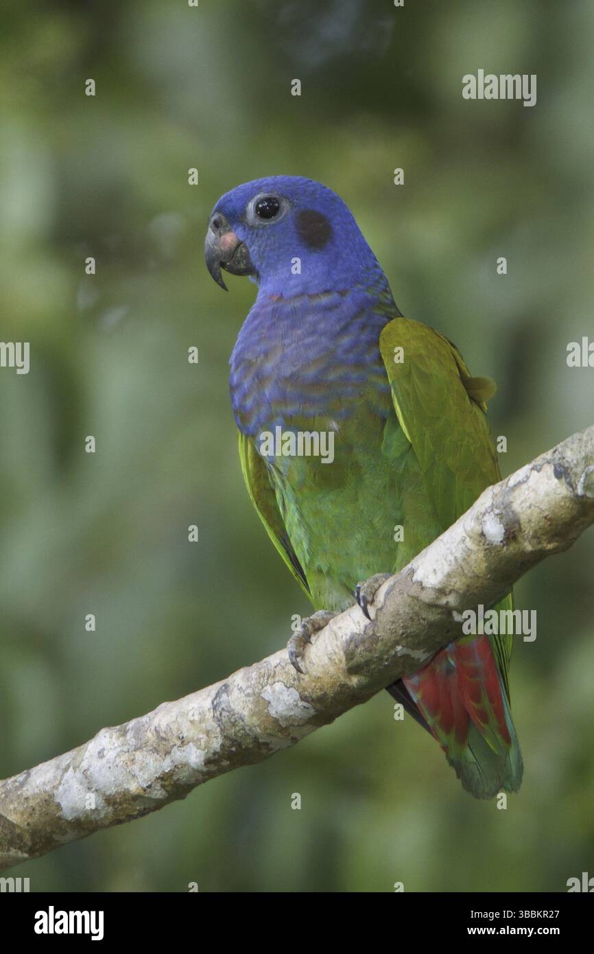 Blue-headed Parrot (Pionus menstruus), Manu National Park, Peru, South ...