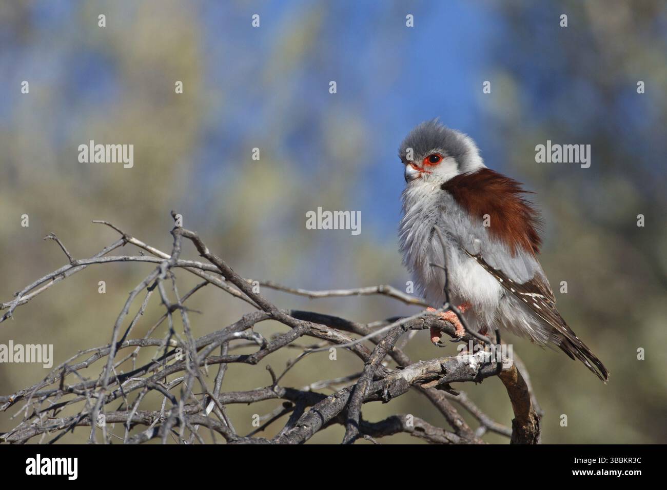 Pygmy Falcon (Polihierax semitorquatus) female, Northern Cape, South ...