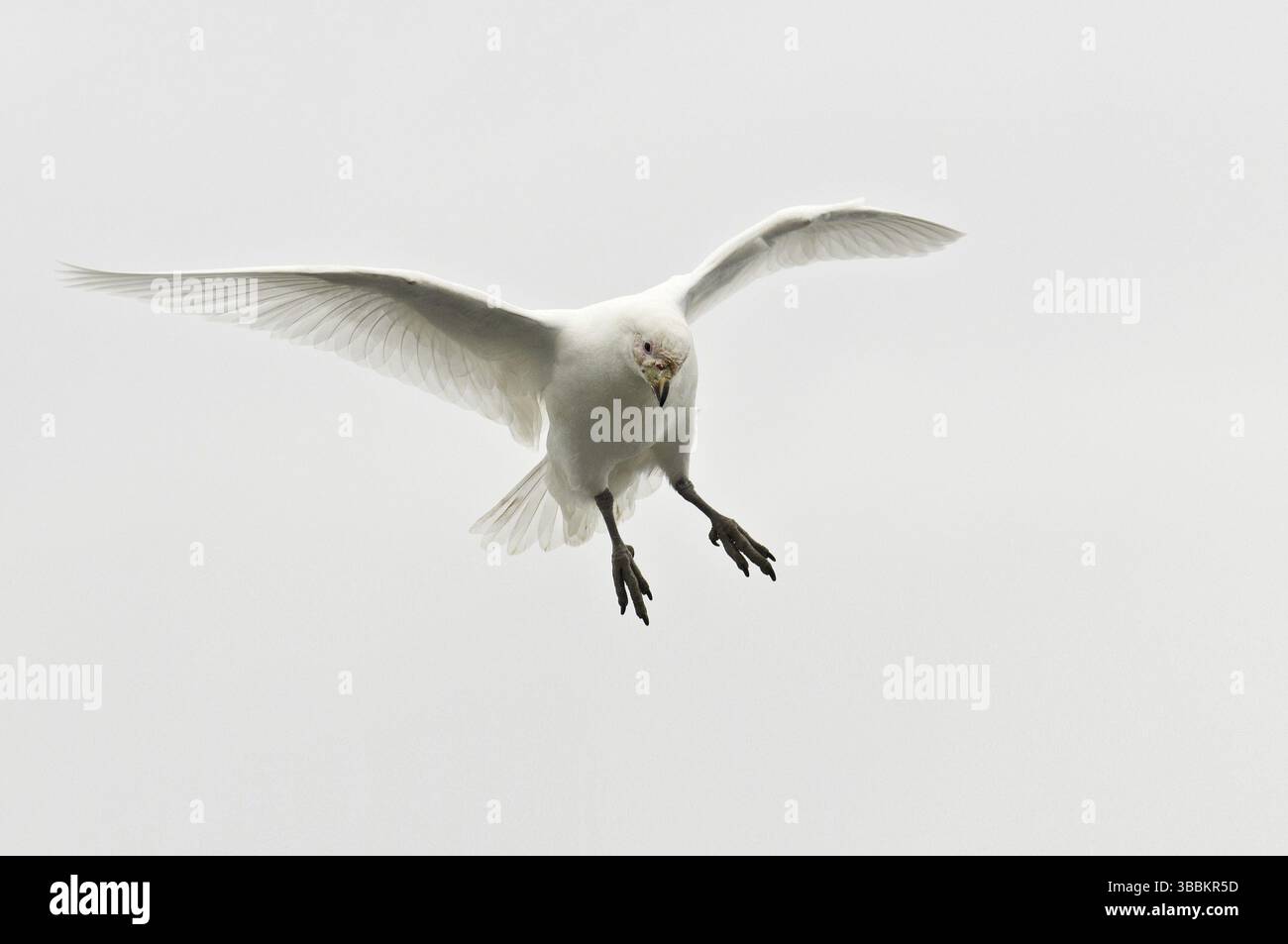 Snowy Sheathbill (Chionis albus) flying, Antarctica Stock Photo - Alamy