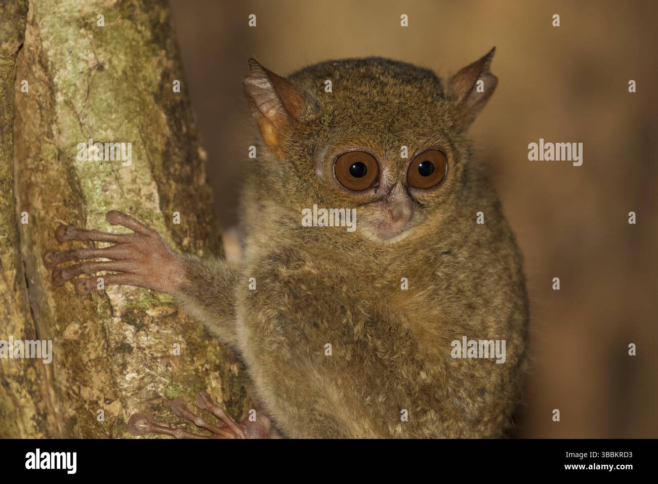 Sulawesi-Koboldmaki, Tarsius spectrumgurskyae Gursky's spectral tarsier ...