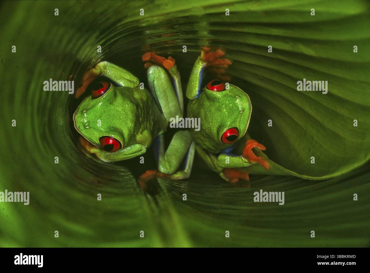 Red-eyed tree frog (Agalychnis callidryas), the most famous frog in ...