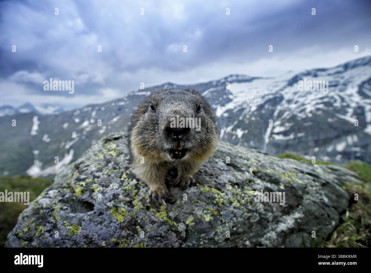 Cute fat animal Marmot, sitting on the stone with nature rock mountain ...
