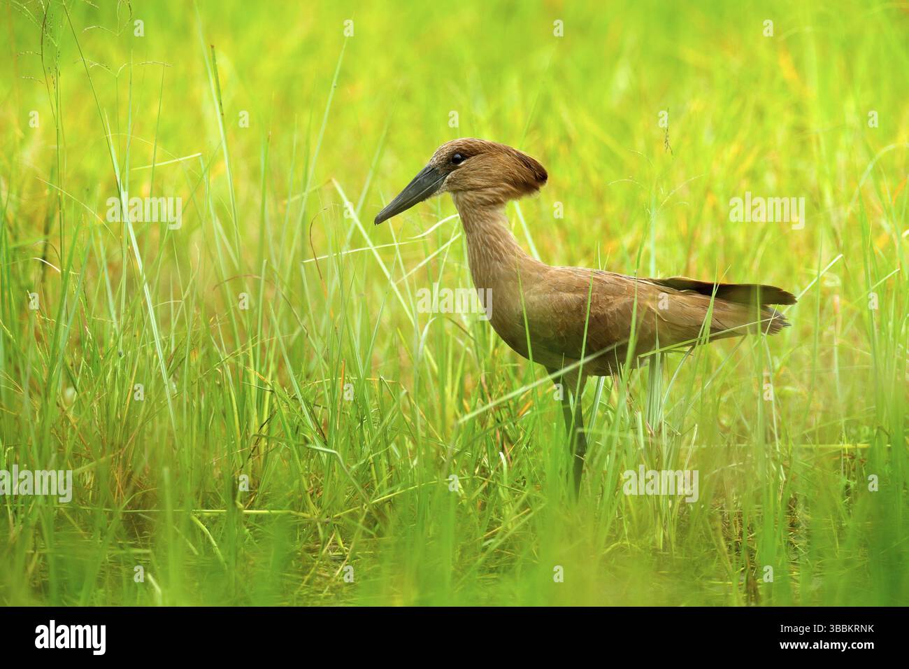 Hamerkop, Scopus umbretta, in the green grass. wet season in Africa ...