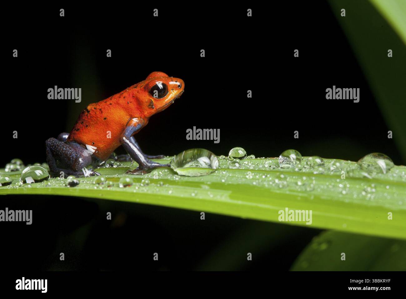 Strawberry poison frog (Oophaga pumilio), Costa Rica, Central America ...