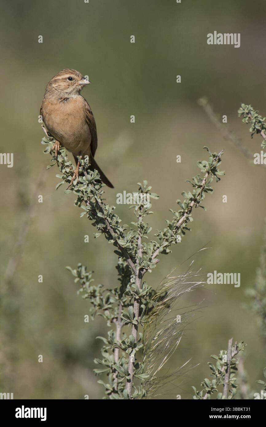 Lark-like Bunting (Emberiza impetuani), Northern Cape, South Africa ...