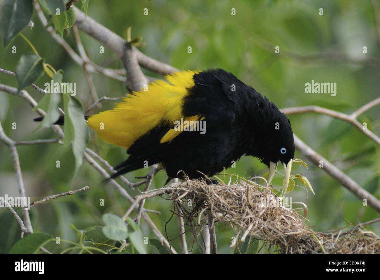 Yellow-rumped Cacique (Cacicus cela), Pantanal, Brazil, South America ...