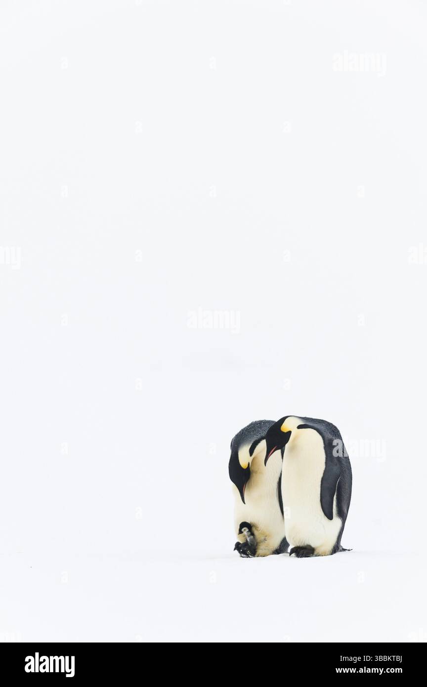 Emperor Penguin (Aptenodytes forsteri), Queen Maud Land, Antarctica ...