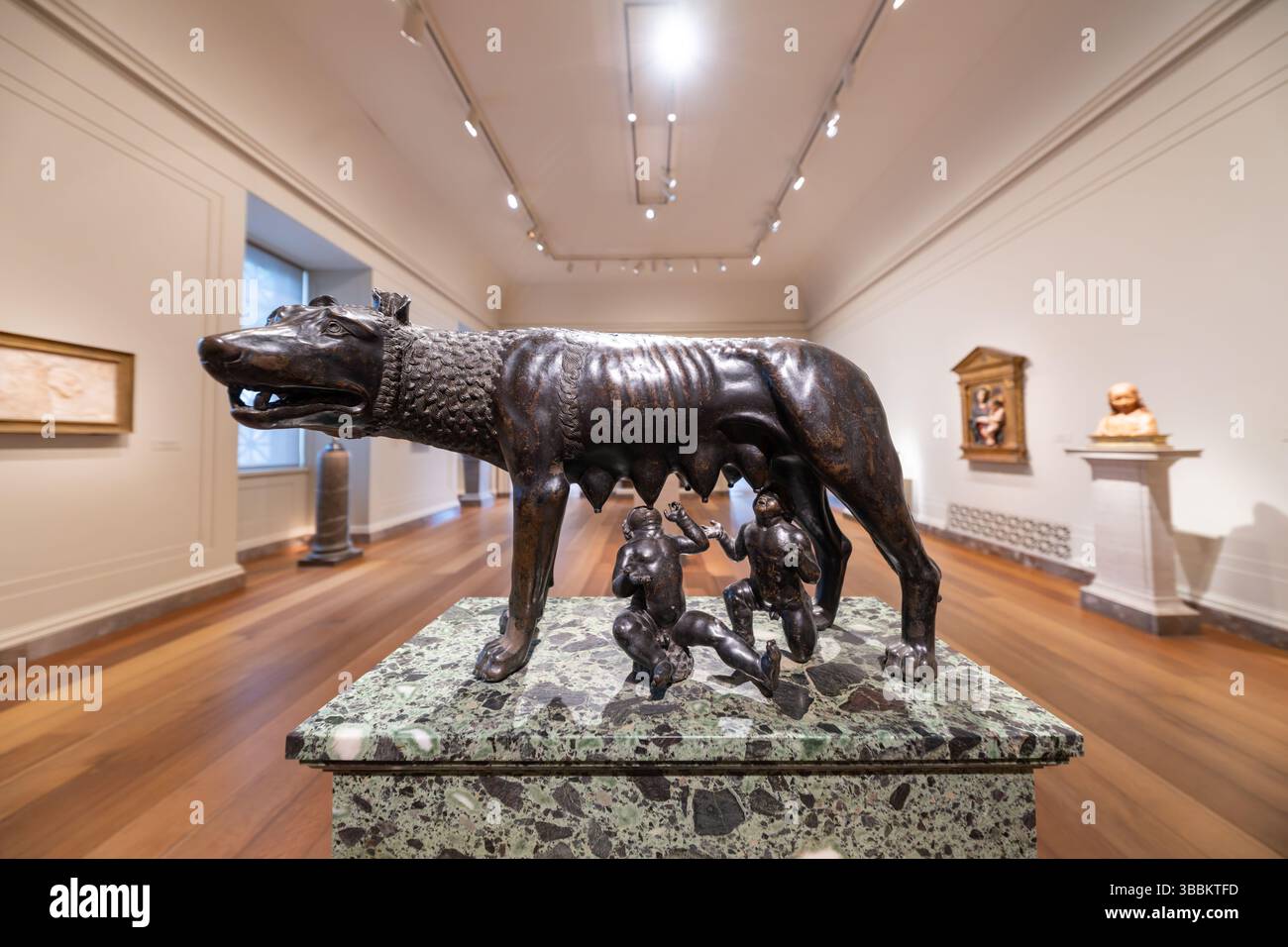 Bronze she wolf nursing hi-res stock photography and images - Alamy