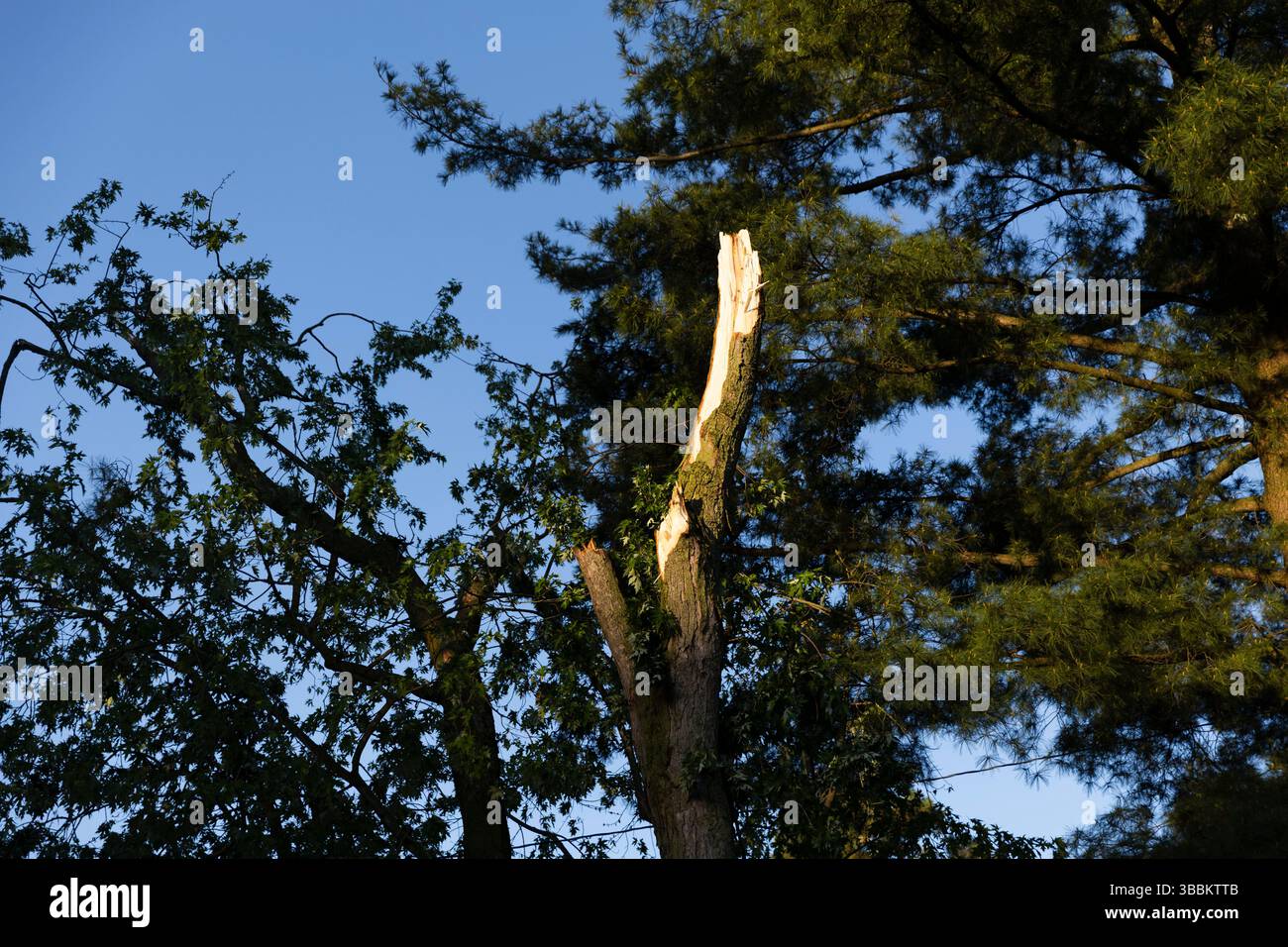 A snapped tree stands in Dorr, Mich., after a severe storm ripped ...