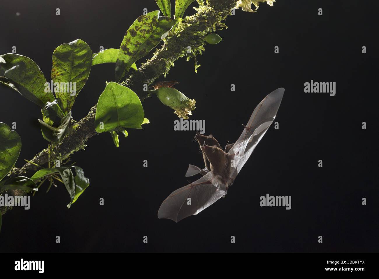 Pallas' long-tongued bats pollinate a Calabash tree flower in a lowland ...