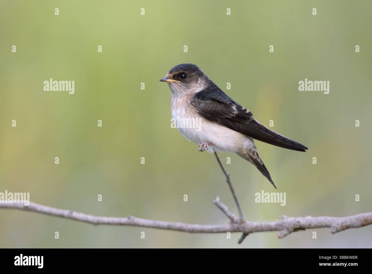 Tree Martin (Petrochelidon nigricans) juvenle, Victoria, Australia ...