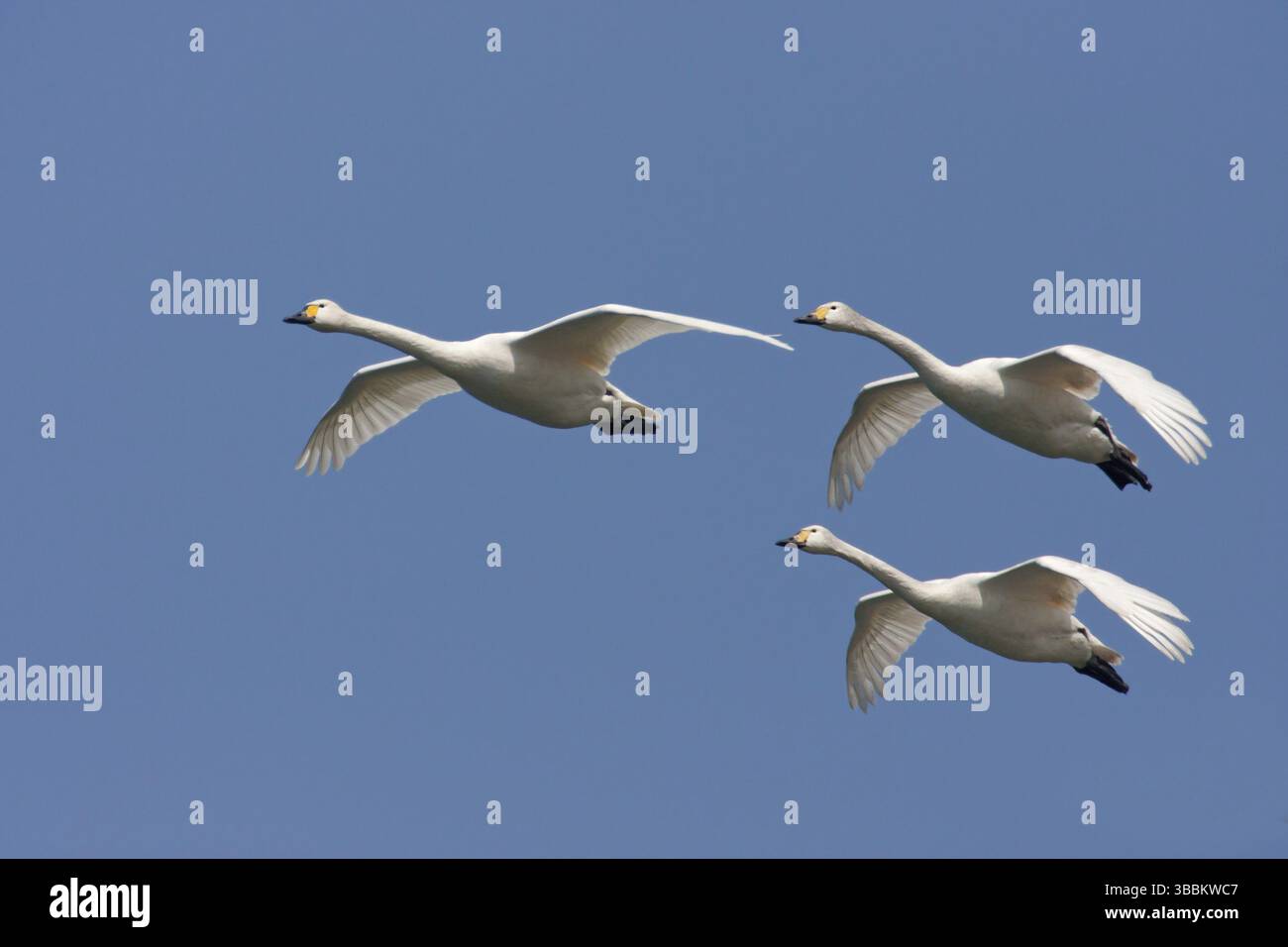 Tundra Swan (Cygnus columbianus bewickii) flying, Lake Biwa, Japan ...