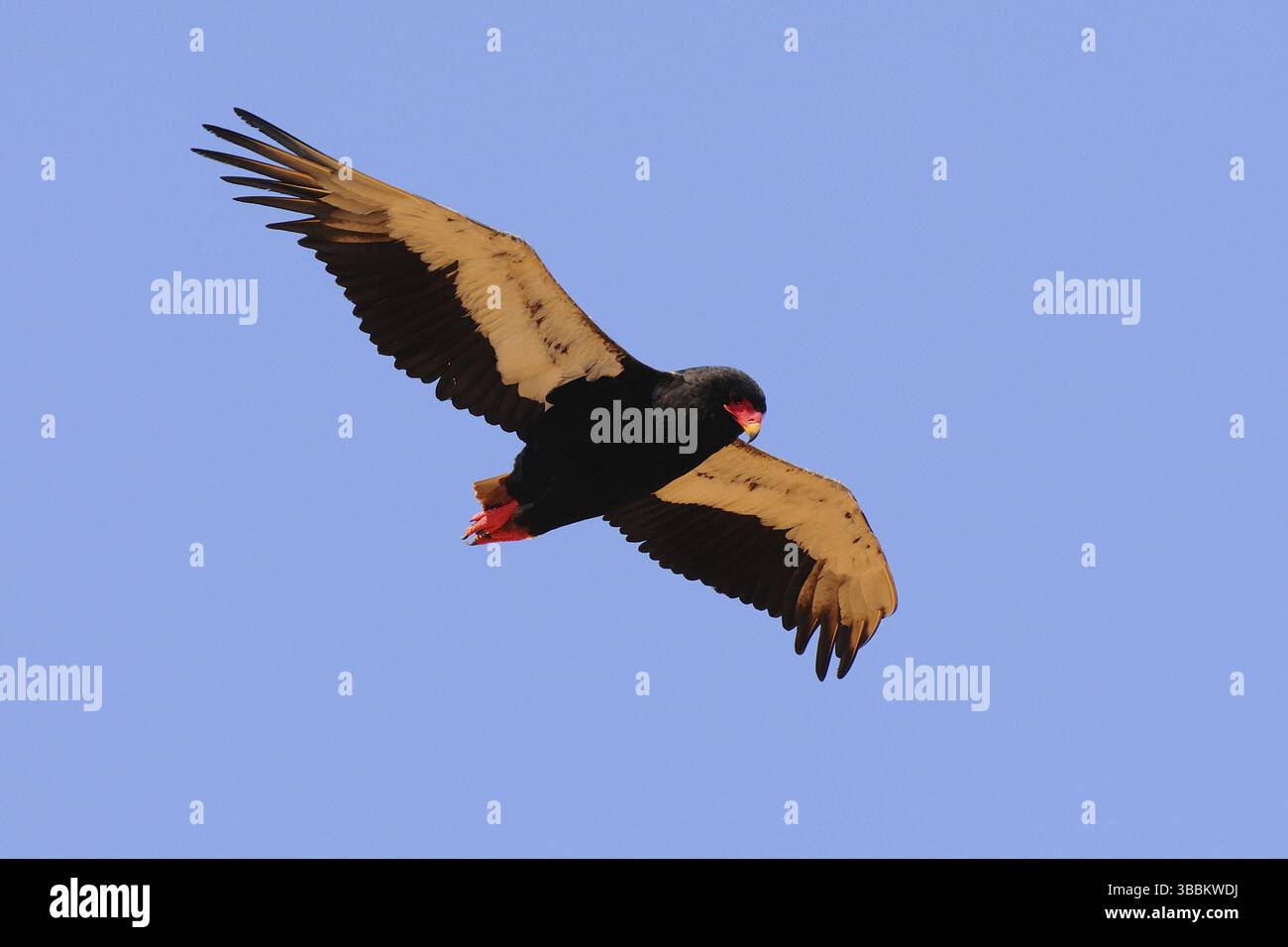 Bateleur accipitridae flying in hi-res stock photography and images - Alamy