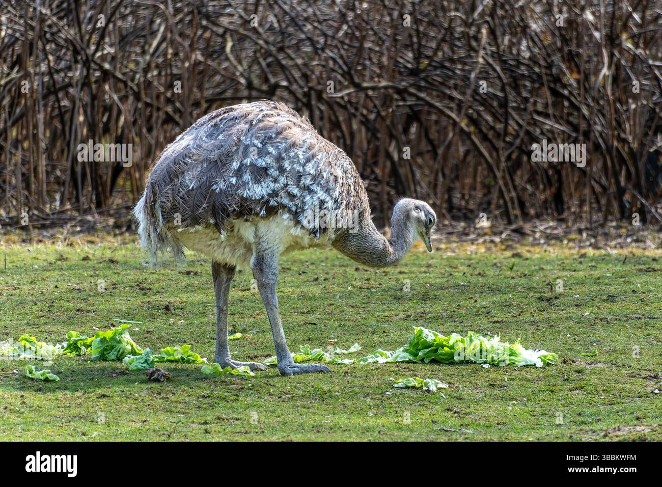 Darwin's rhea, Rhea pennata also known as the lesser rhea. It is a ...