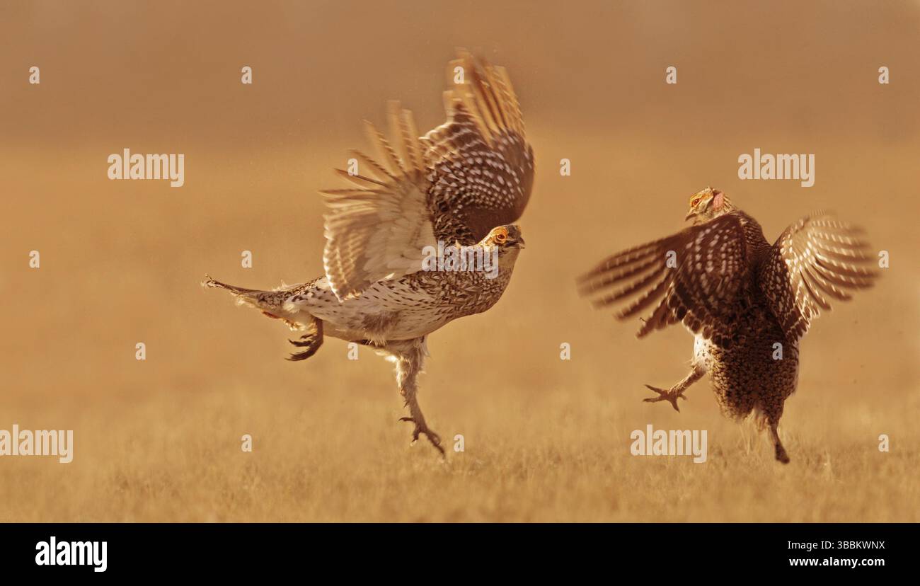 Sharp-tailed Grouse (Tympanuchus phasianellus) male mating ...