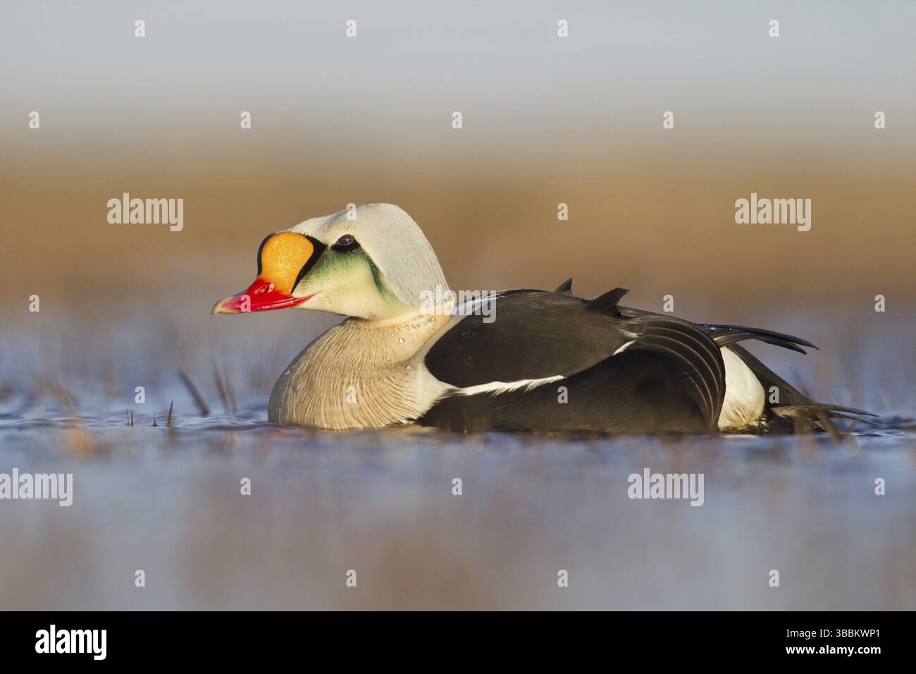 King Eider (Somateria spectabilis) male, Alaska, USA, North America ...
