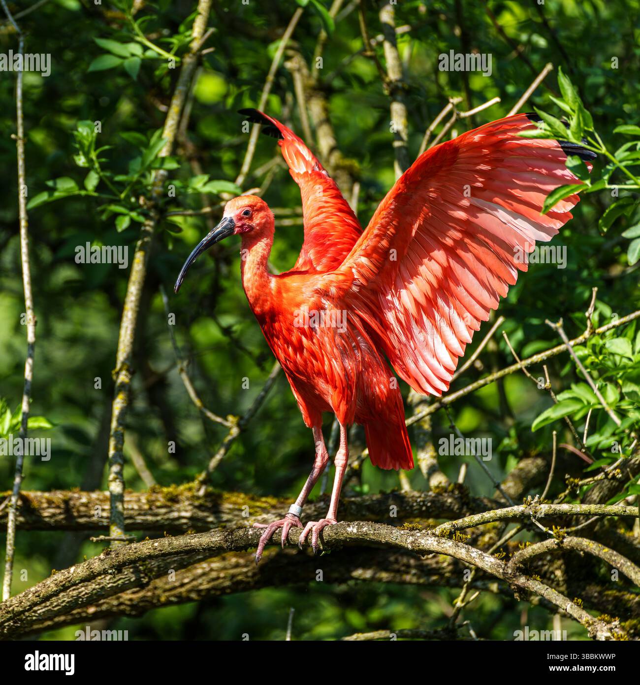 The Scarlet ibis, Eudocimus ruber is a species of ibis in the bird ...
