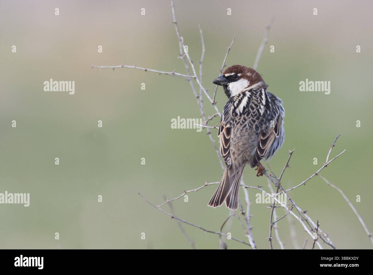 Spanish Sparrow - Weidensperling - Passer hispaniolensis ssp ...