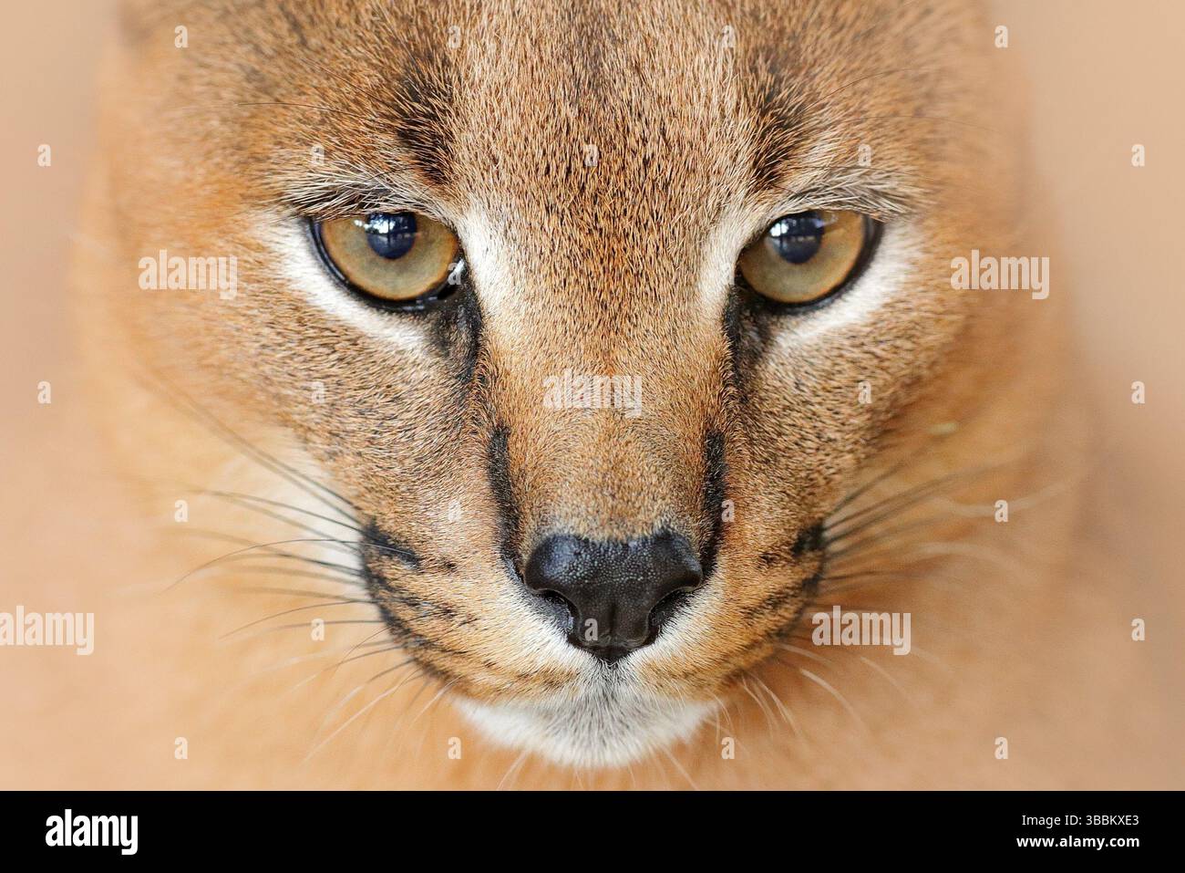Caracal, African lynx, in green grass vegetation. Beautiful wild cat in ...