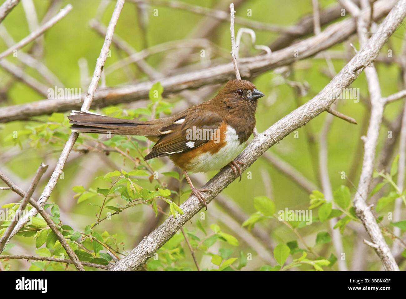 Eastern Towhee Pipilo erythrophthalmus Blue Ridge Parkway, North ...