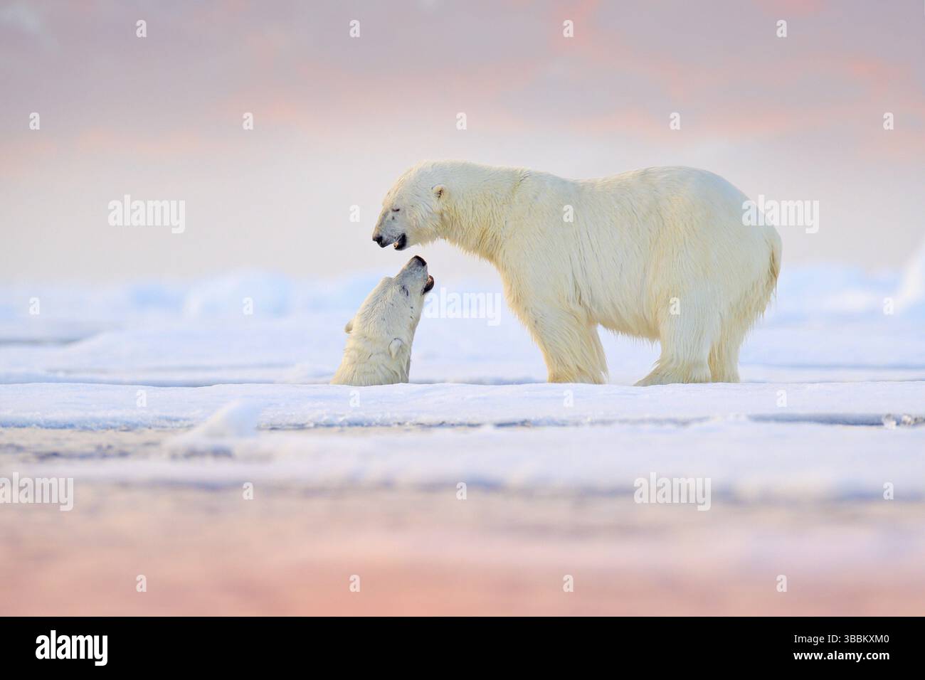 Polar bear swimming in water. Two bears playing on drifting ice with ...