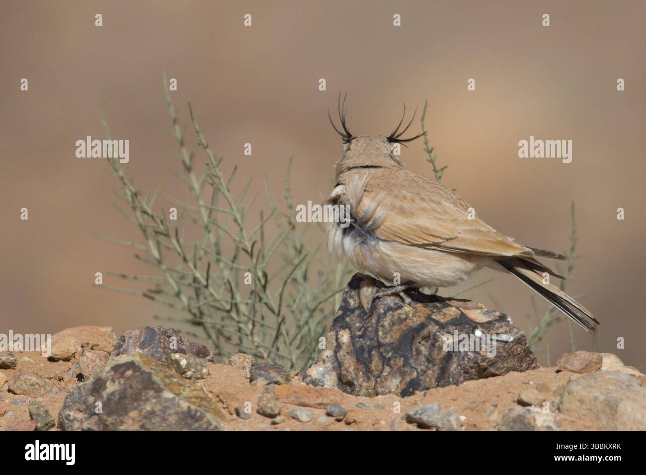 Temminck's Lark (Eremophila bilopha), Morocco, Africa Stock Photo - Alamy