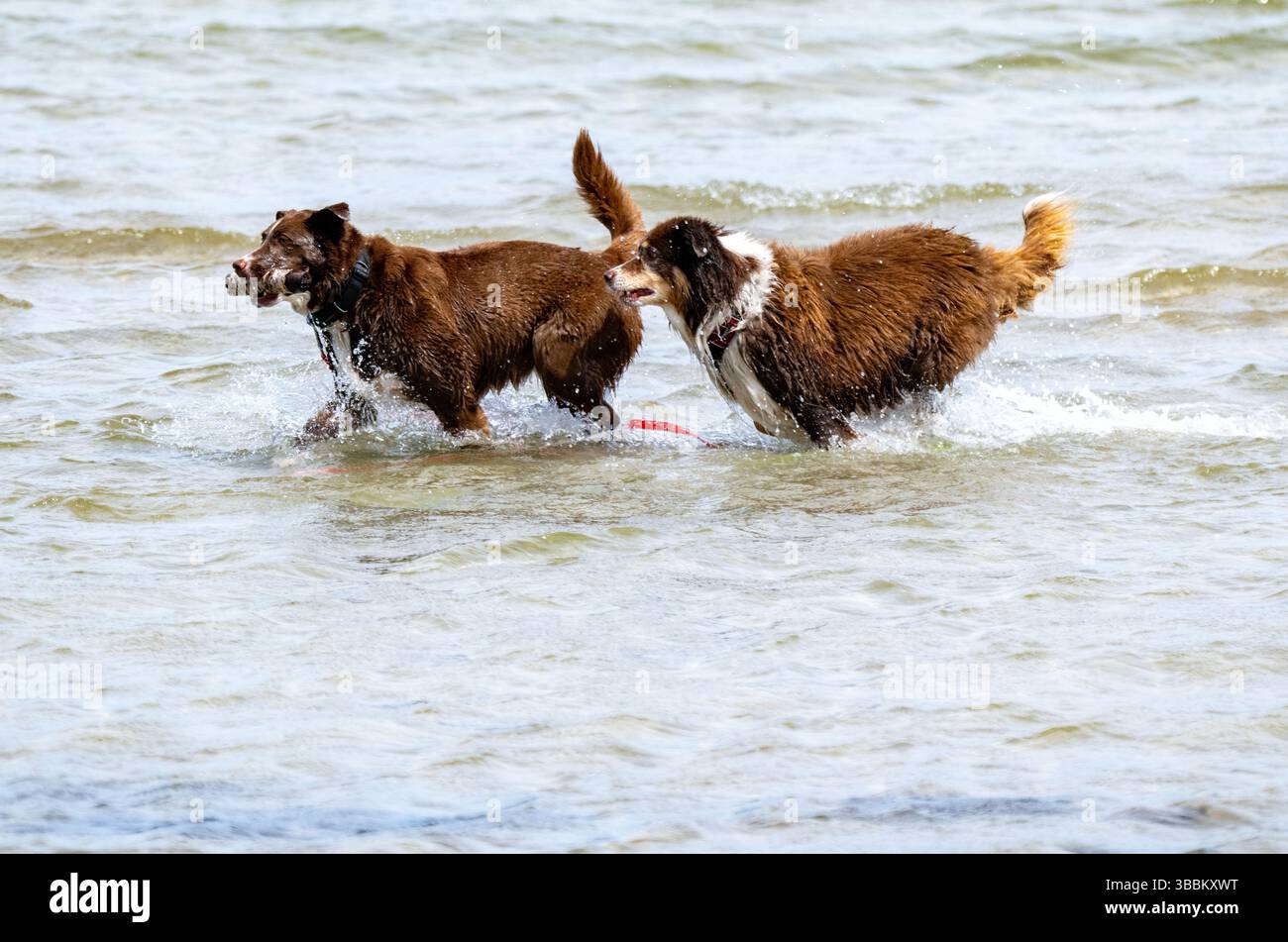Binz, Germany. 30th Apr, 2025. Two dogs play on the beach in the shallow Baltic Sea water ...