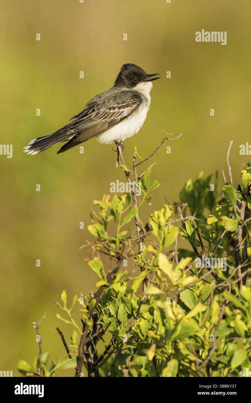 Eastern Kingbird (Tyrannus tyrannus), Texas, USA, North America Stock ...