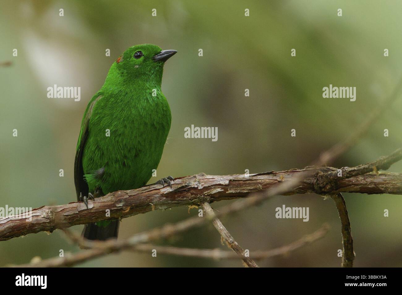 Glistening-green Tanager (Chlorochrysa phoenicotis) perched on a branch ...