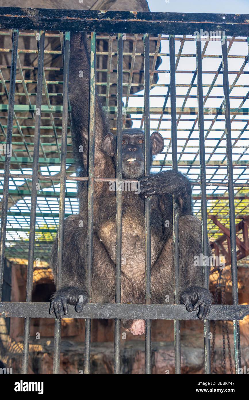 Chimpanzee sitting on bars in a cage Stock Photo - Alamy