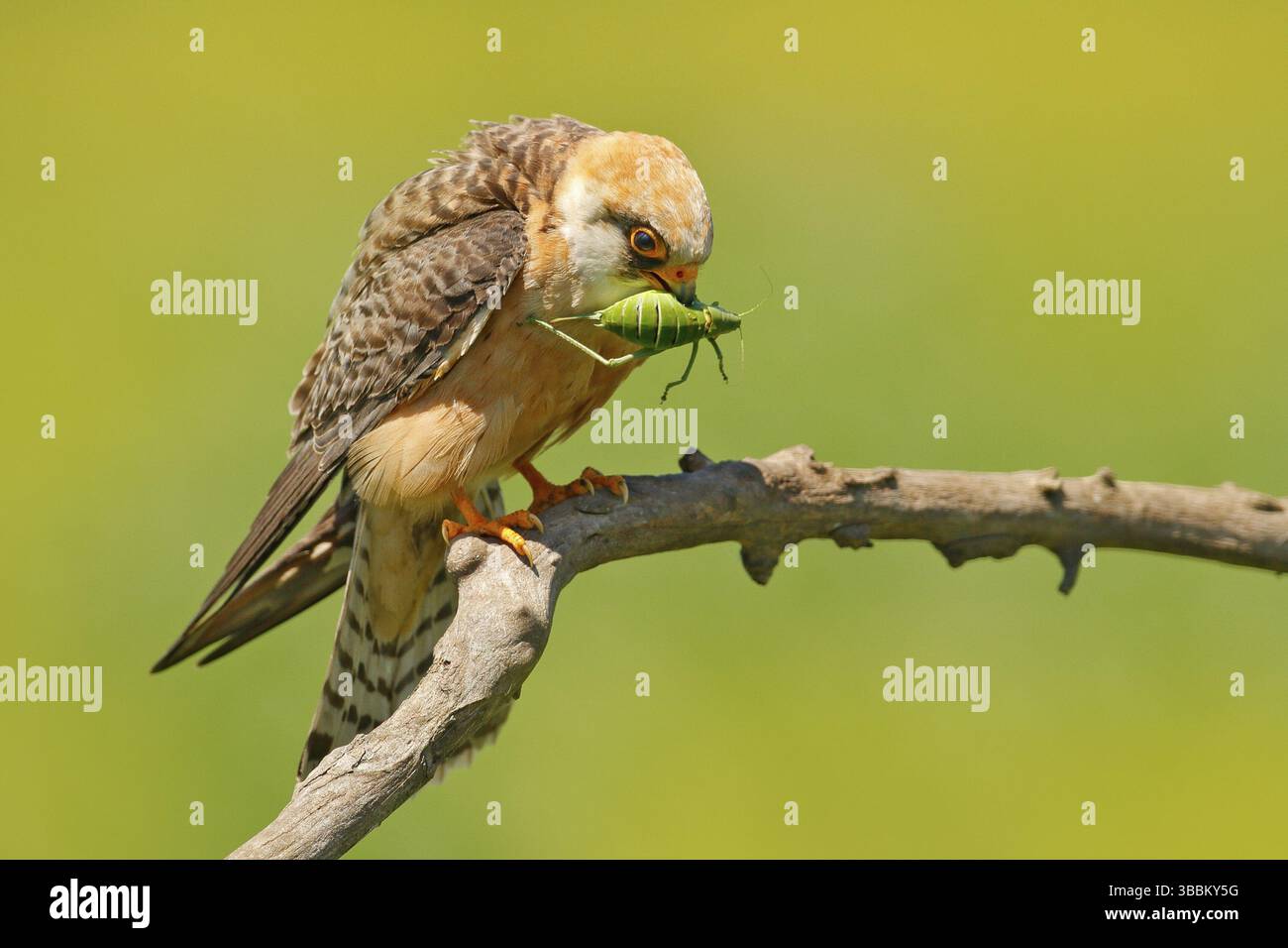 Falcon with catch locust grasshopper. Red-footed Falcon, Falco ...