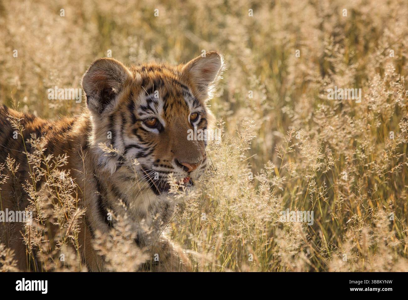 Bengal Tiger (Panthera tigris) cub portrait in morning light, captive ...