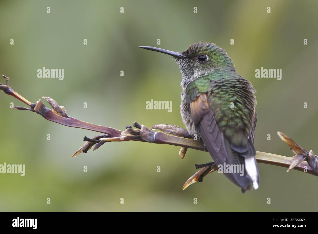 Stripe-tailed Hummingbird (Eupherusa eximia), Costa Rica, Central ...
