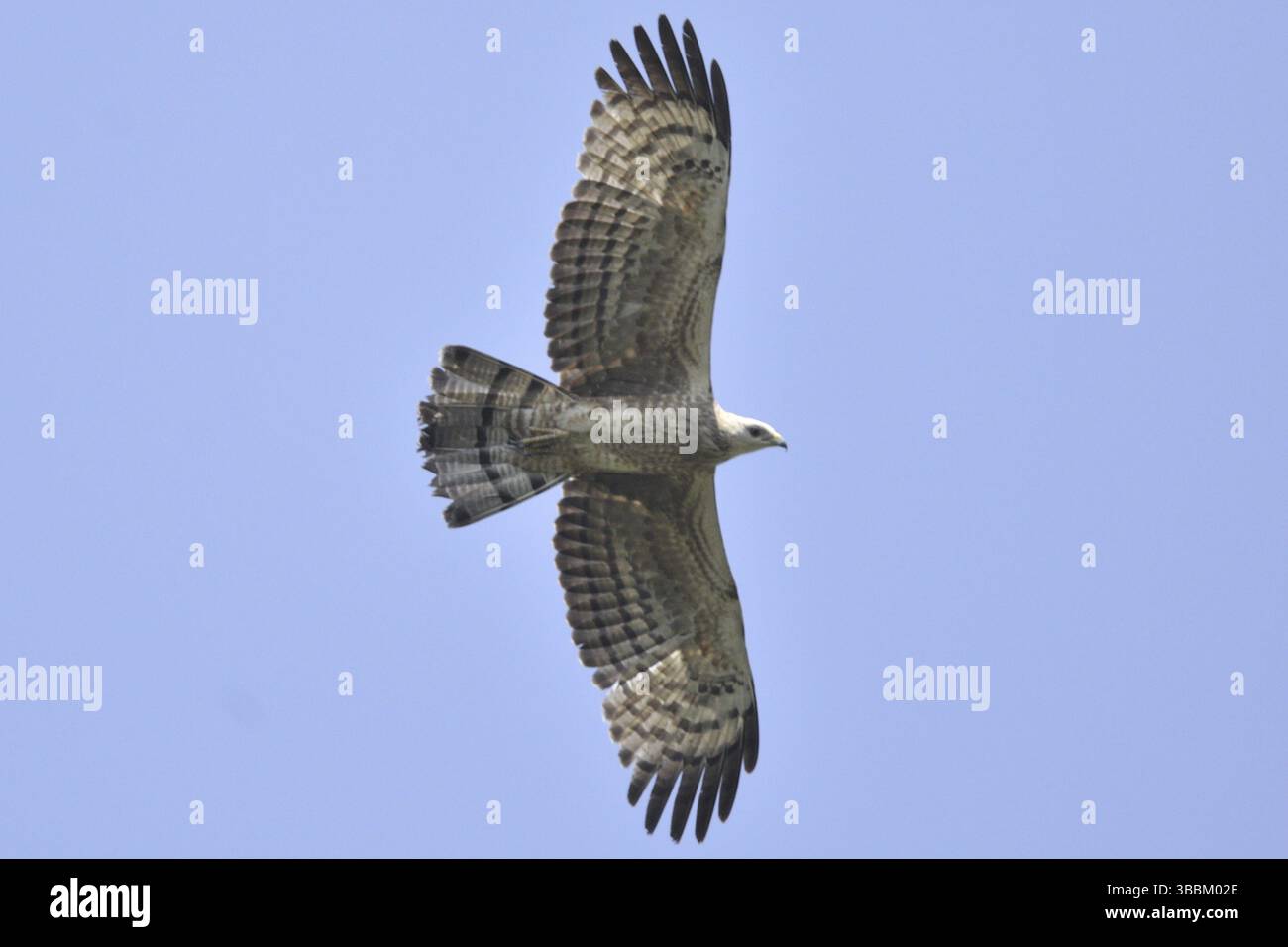 Crested Honey Buzzard (Pernis ptilorhynchus) flying, Kerala, India ...