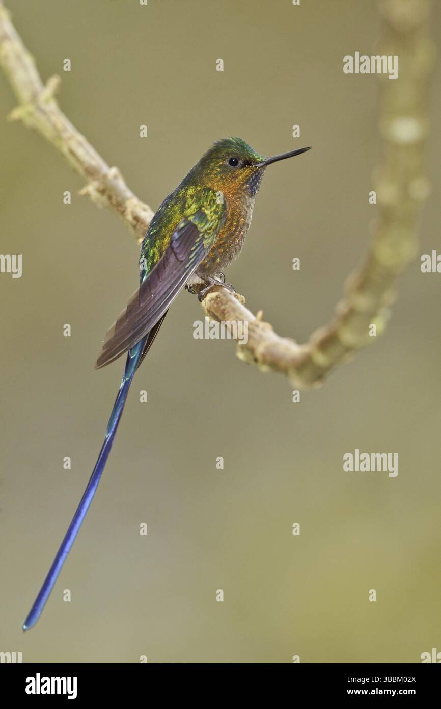 Violet-tailed Sylph (Aglaiocercus coelestis) male, Ecuador, South America Stock Photo - Alamy