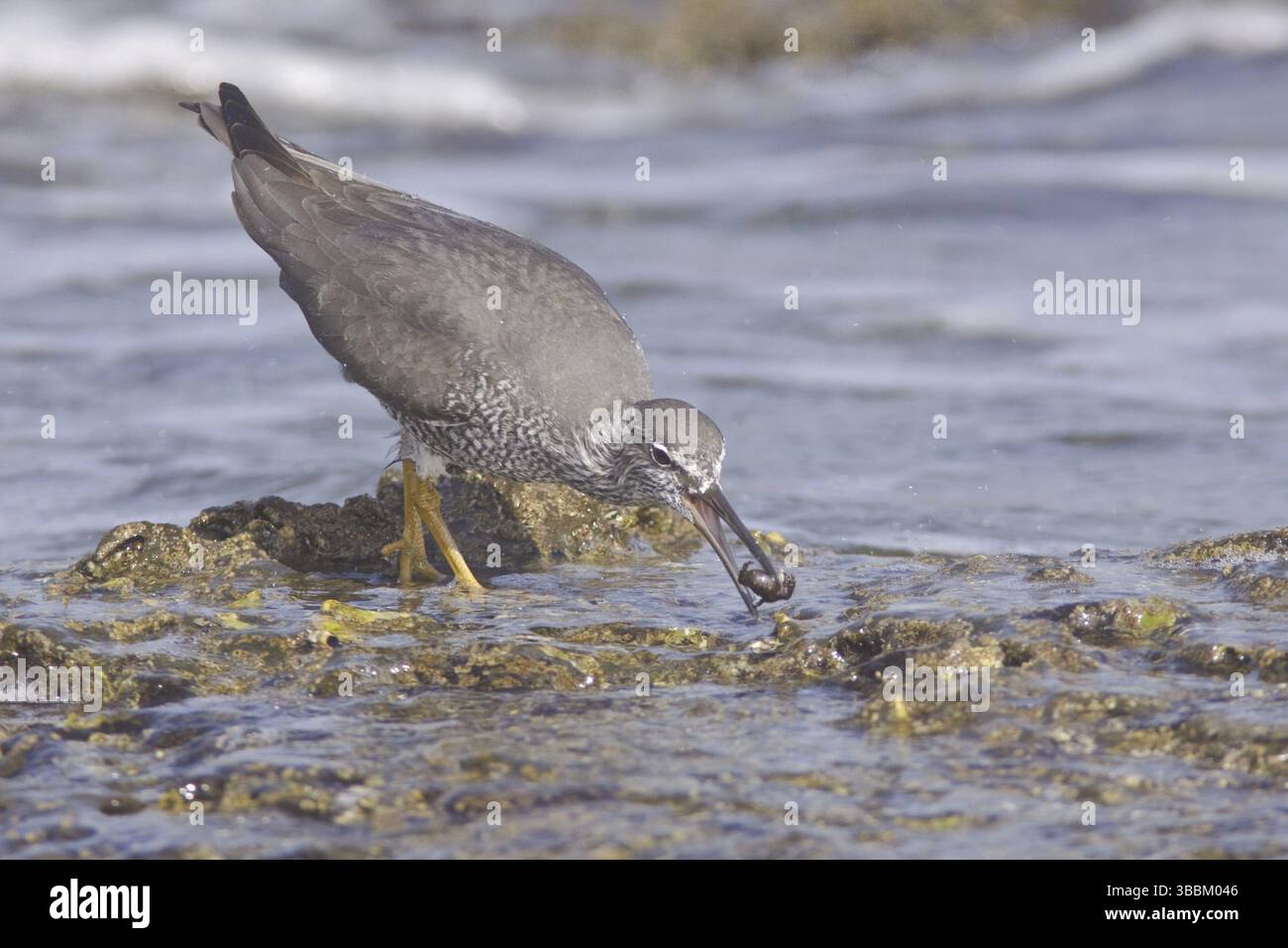 Wandering Tattler (Tringa incana), Ecuador, South America Stock Photo ...